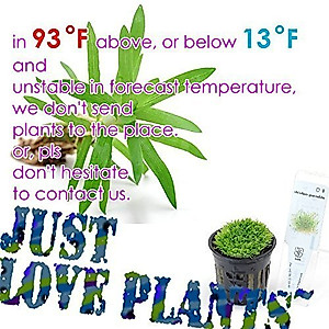 Anubias petite 25~35 leaves - Live aquaric plant fish tank(The plant pot excluded)No pesticides