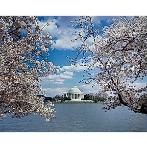 Jefferson Memorial with cherry blossoms, Washington, D.C. by Carol Highsmith - 28X22 Art Print Poster