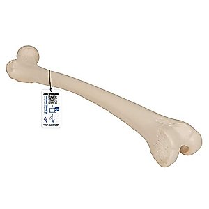 3B Scientific A35/1 Femur - 3B Smart Anatomy