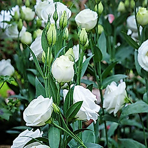 Outsidepride Lisianthus Sapphire White AKA Texas Bluebell or Prairie Gentian Garden Flowers - 50 Seeds