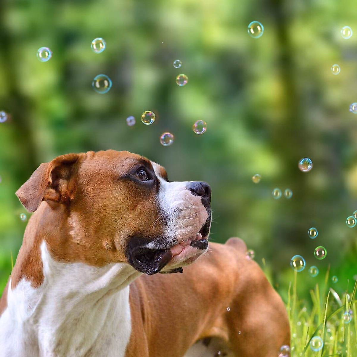 Pet Qwerks Incredibubbles Interactive Pet Toys - Long Lasting Edible Bubbles for Dogs & Cats - Peanut Butter Flavor - 38 ML, All Breed Sizes