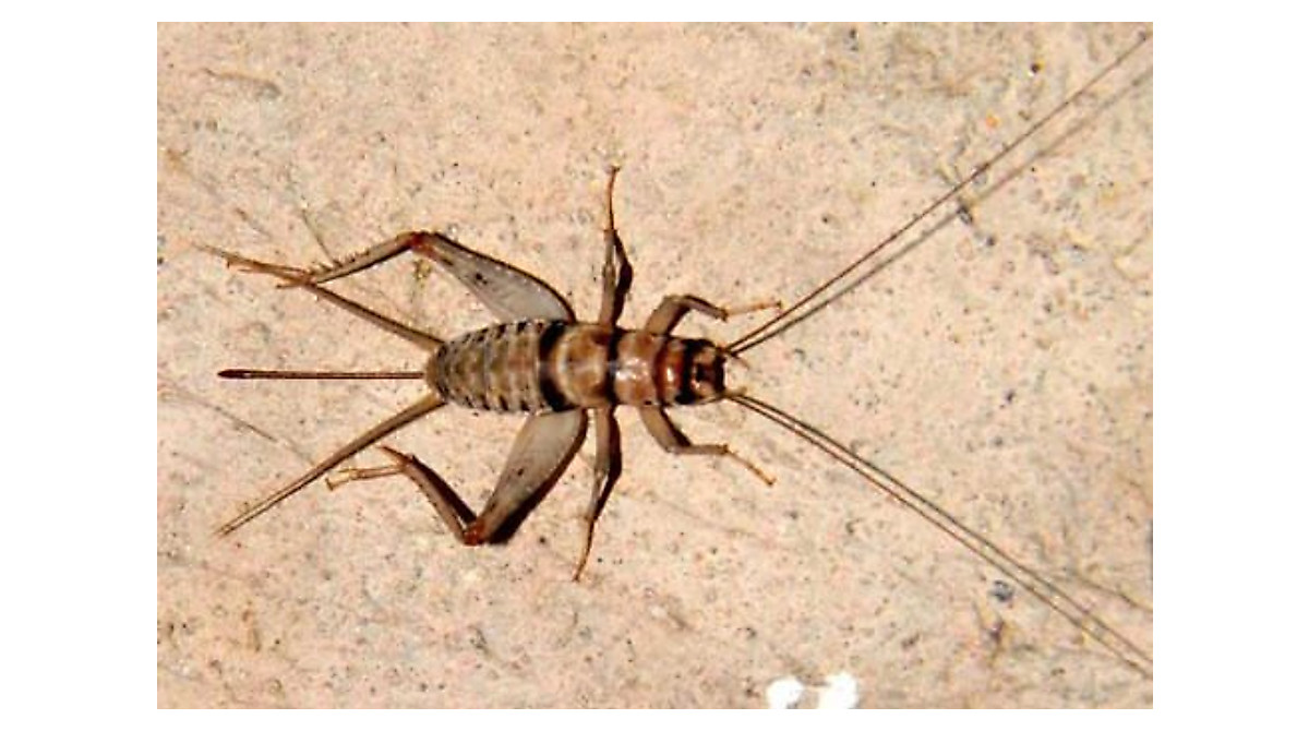 BASSETT'S CRICKET RANCH 500 Medium (1/2") Live Banded Crickets — 🛍️ The ...