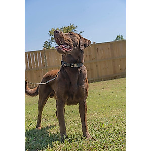 Country Brook Petz - Deluxe Woodland Camo Dog Collar - Made in The U.S.A. - Camouflage Collection Featuring Rugged Designs (1 Inch, Extra Large)