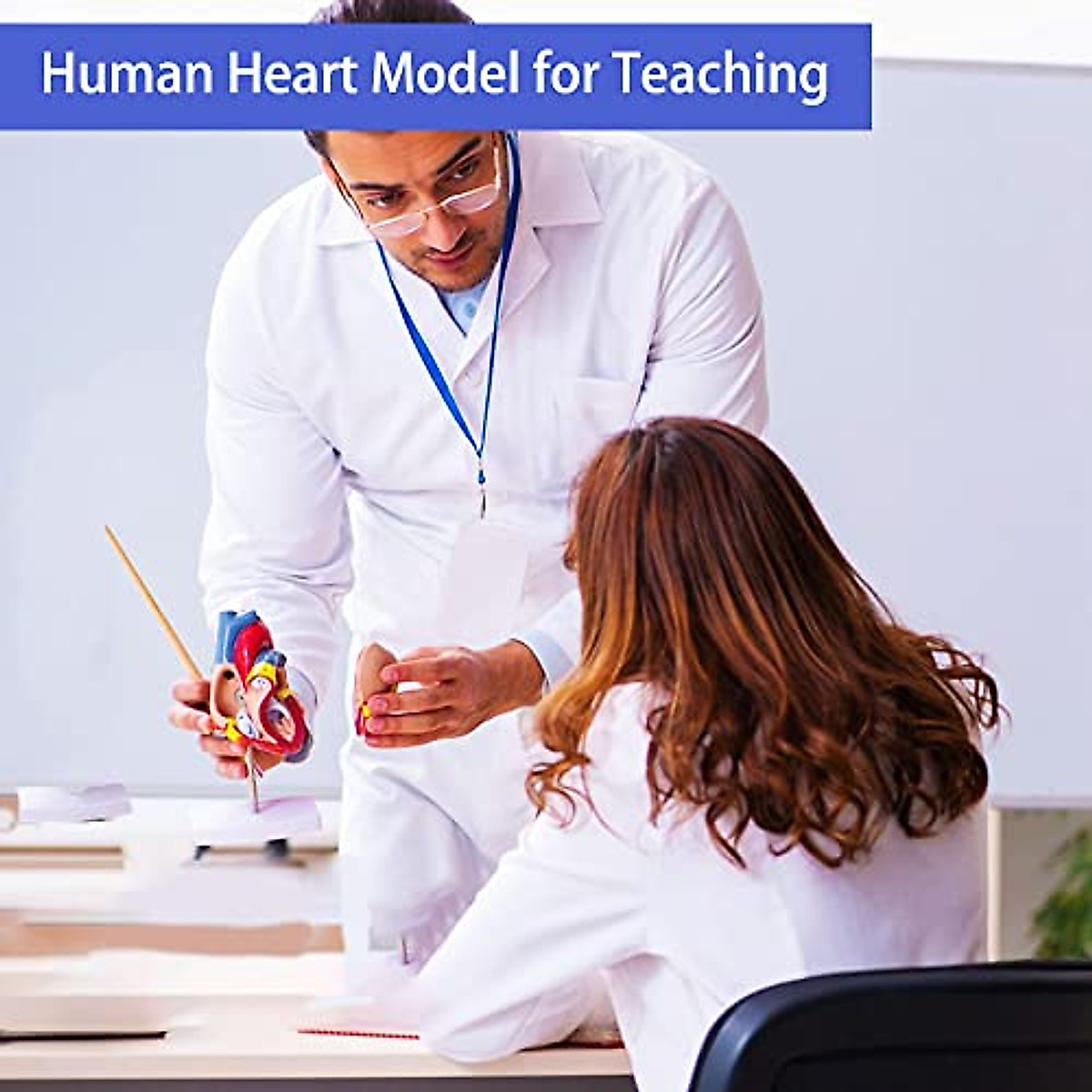 Veipho Heart Model, Heart Model Anatomy with Stand, Human Heart Models Anatomy Life Size, 2-Part Human Heart Model, Heart Model Anatomy, 34 Accuracy Numbers for Anatomical Structures