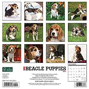 Willow Creek Press Beagle Puppies Monthly 2024 Wall Calendar (12" x 12")