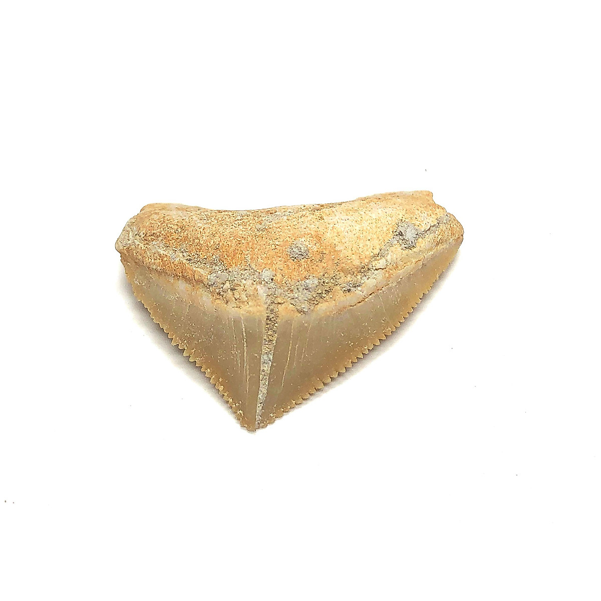 Zentron Crystal Collection Corax Shark Teeth Squalicorax Fossil Tooth 1" (10)