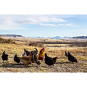 Eden Feeds Layer Feed for Chickens - 40 lb Bag Non GMO Soy and Corn Free Whole Grain Minimally Processed Feed