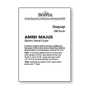 Burpee Queen Anne's Lace Ammi Majus Seeds 500 seeds