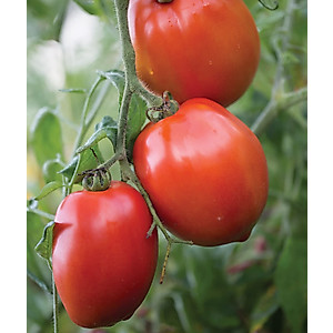 Burpee 'Big Mama' Hybrid, Large Red Paste Tomato, 50 Non-GMO Seeds