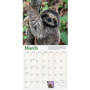 Original Sloths Wall Calendar 2021
