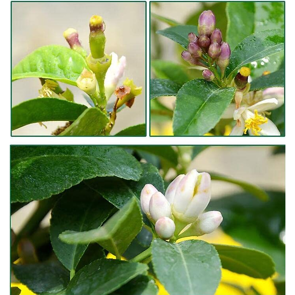 Bergamot Orange Citron Lemon Tree Live Starter Plant Seeding, 15-17 inch Height Lemon Fruit Tree Great for Home and Garden Yards Planting