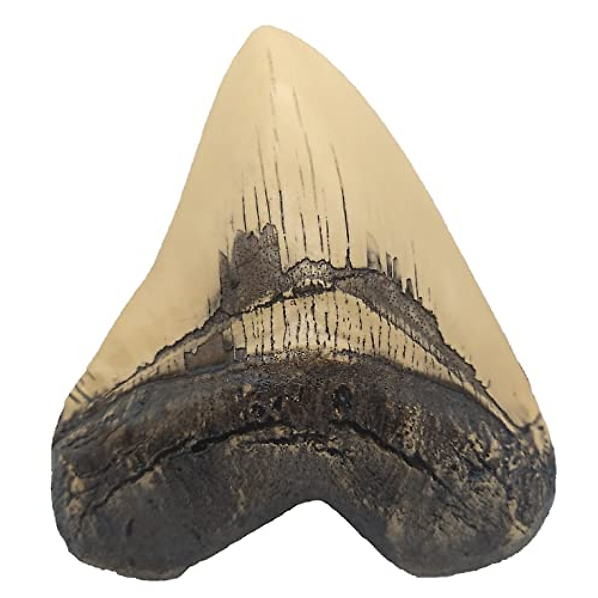 Universal Specialties Huge Realistic 5.5 Inch Carcharodon Megalodon Giant Shark Tooth Fossil Natural Colors Prehistoric Museum Quality Large Display Great Teeth for Kids or Collectors (Replica)