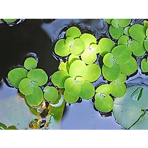 4800+ Duckweed Live Plant for Aquarium - Aquarium Plants Live - Planting Ornaments Perennial Garden Simple to Grow Pots Gifts