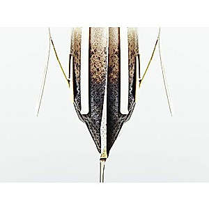 50Pcs Portable Coffee Filter Paper Bag Hanging Ear Drip Coffee Bag Single Serve Disposable Drip Coffee Filter Bag Perfect for Travel, Camping, Home, Office