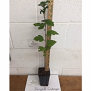 Sargent Crabapple Tree/Shrub - Live Plant - 12-18" Tall - Quart Pot - Malus sargentii
