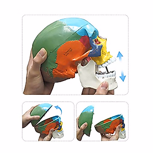 Upgraded Life Size Human Colored Head Skull Anatomical Model with Newest Laser-Etched Fonts and Skull Diagram Mouse Pad for Medical Student Human Anatomy Study Course Demonstration, Teaching