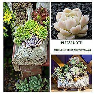 800pcs Mix Rare Succulent Seeds for Planting, DIY Bonsai Ornamental Plant, Non-GMO Open Pollinated Seeds