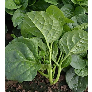 Gaea's Blessing Seeds - Malabar Spinach Seeds - Non-GMO Seeds with Easy to Follow Planting Instructions - Heirloom Big Round Leaf Malabar - 93% Germination Rate