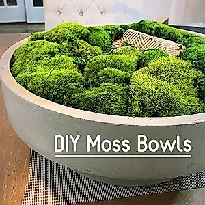 Prefleur Preserved Pole Moss Pillow Bun Cushion Natural Green Decorative Real Natural Green DIY Kit Terrariums Gardenning Art Wall Decor Florist Decor Easter Table Wedding(1.5 sq.ft, Green-B)