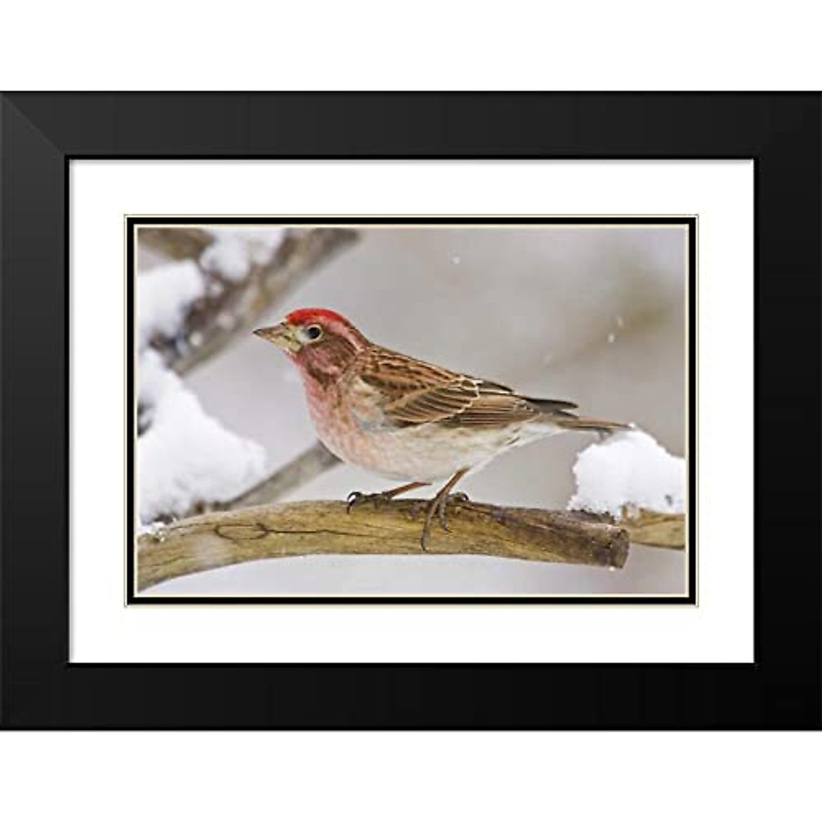 ArtDirect CO, Frisco Cassins Finch Perched on Branch 18x13 Black Modern Wood Framed with Double Matting Museum Art Print by Lord, Fred