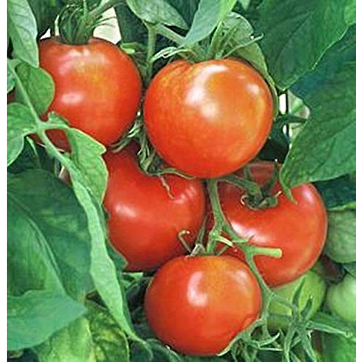 New Yorker Tomato Seeds for Planting, 100+ Heirloom Seeds Per Packet, (Isla's Garden Seeds), Non GMO Seeds, Botanical Name: Solanum lycopersicum, Great Home Garden Gift