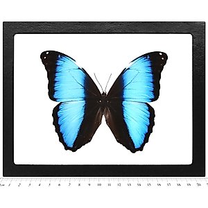 BicBugs Morpho deidamia Real Framed Butterfly Blue Peru