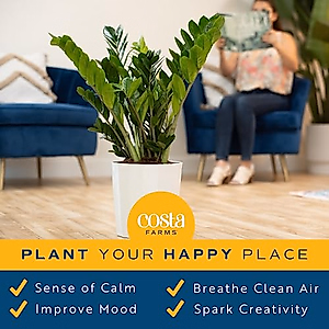 Costa Farms ZZ Plant, Live Indoor Houseplant Potted in Nursery Pot, Easy Care Air Purifier in Potting Soil Mix, Housewarming, Birthday, Tabletop, Room, Office Decor, 12-Inches Tall