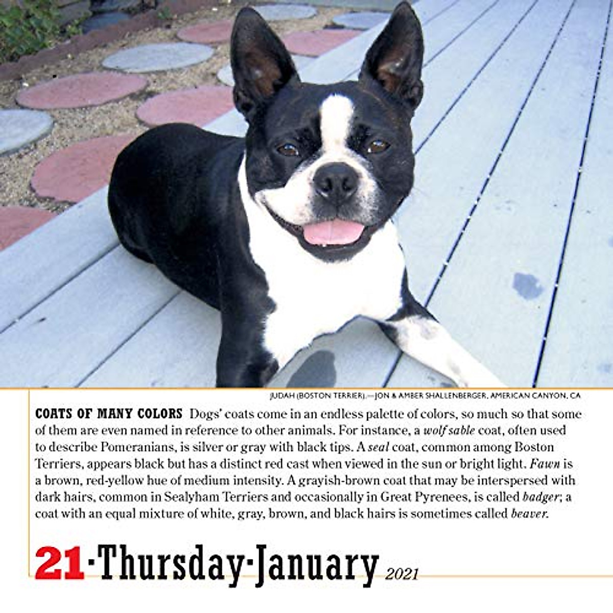 365 Dogs Page-A-Day Calendar 2021