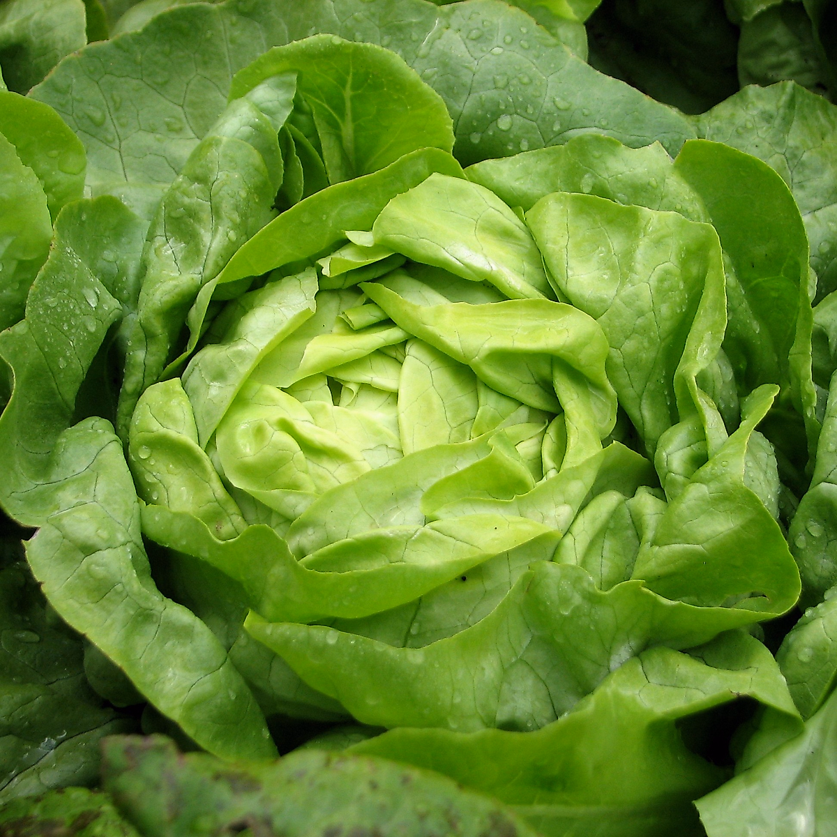 Buttercrunch Lettuce Seeds - USA Grown (1,000+ Seeds)