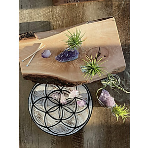 Air Plant Crystal Holder (XL) - Amethyst Airplant, Air Plants Crystals, Crystal Air Plant Holder, Amethyst Air Plant In Crystals, Air Plant Stone, Air Plant Pot, Air Plants in Crystals, TheCrystalCafe