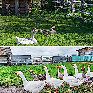 4 Roll Bird Tape Thick Tape Bird Tape Outdoor Double Side Bird Scare Ribbon Bird Device, Scare Birds Away, Pigeon, Woodpecker, Geese, 2 Inch, 1440 ft Total