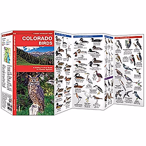 Colorado Birds: A Folding Pocket Guide to Familiar Species (Nature Observation North America)