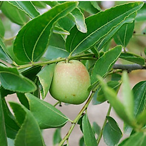 CHUXAY GARDEN Indian Jujube Seed 8 Seeds Ziziphus mauritiana Fruit Tree Drought Tolerant Sweet Edible Fruit Great Gardening