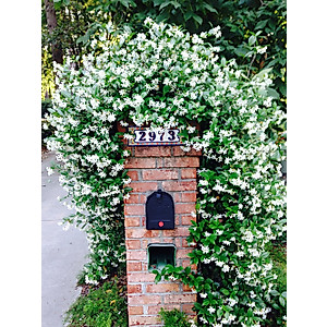 Perfect Plants Confederate Jasmine Live Plant, 1 Gallon Pot, Includes Care Guide