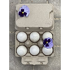 Henlay Duck Egg Cartons- Holds Half Dozen Jumbo Eggs- Blank Top (20)