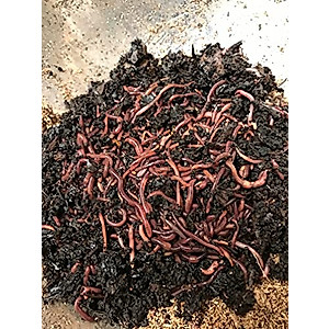 Red Wiggler Composting Worms - Reduce Waste and Improve Your Soil (0.25 lbs / ~250 worms)