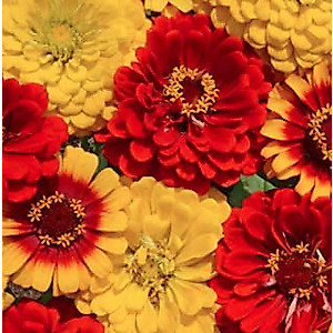 "South of The Border Mix" Zinnia Seeds for Planting, 200+ Flower Seeds Per Packet, (Isla's Garden Seeds), Non GMO & Heirloom Seeds, Botanical Name: Zinnia elegans, Great Home Garden Gift