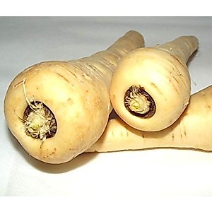 Harris Model Parsnip Heirloom Seeds for Garden Growing bin303 (180 Seeds, or 1 Gram)