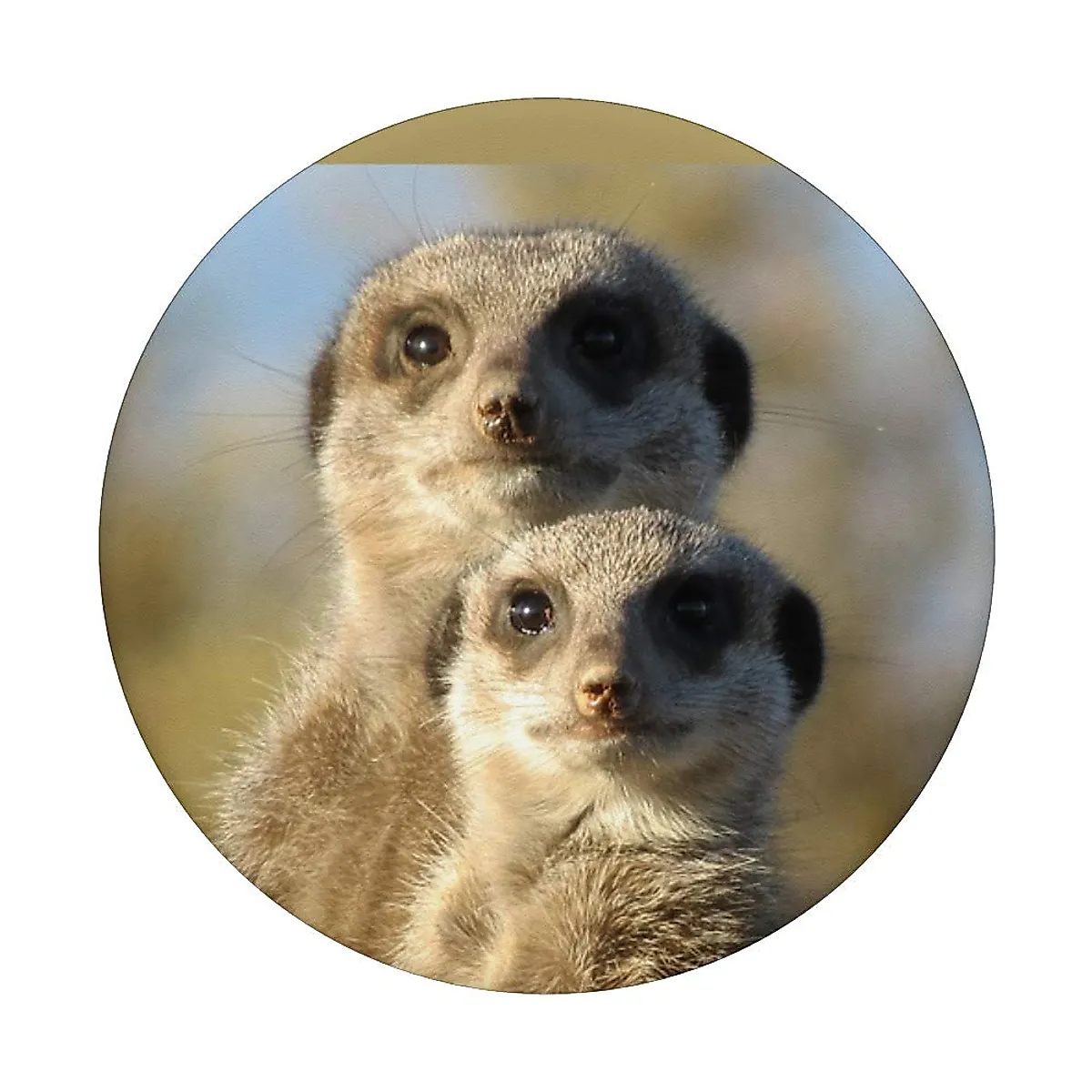 South Africa Meerkats Pop Socket PopSockets PopGrip: Swappable Grip for Phones & Tablets
