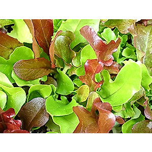 1,000+ Mesclun Lettuce Seeds- Salad Mix- 1,000+ Seeds