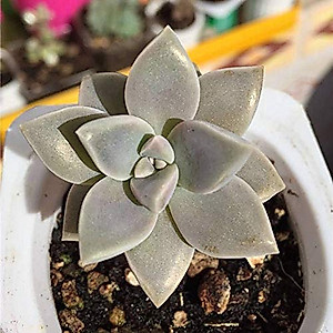 KOqwez33 Seeds Plant for Garden Decoration,300Pcs Mixed Succulent Plant Seeds Ornamental Potted Bonsai Garden Balcony Decor - Mix Succulent Seeds