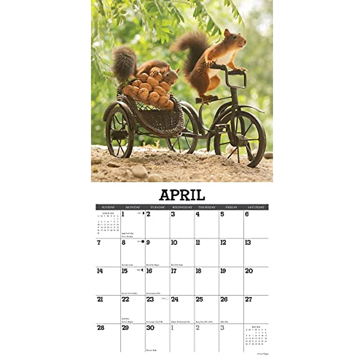 Willow Creek Press Gettin' Squirrelly Monthly 2024 Wall Calendar (12" x 12")