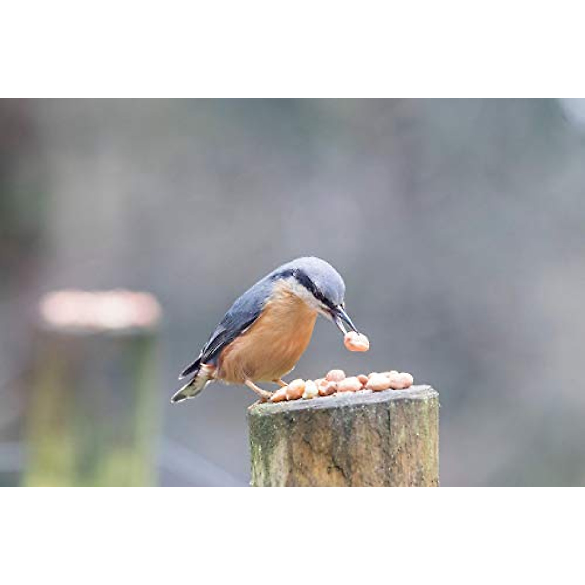 lightbrown Roasted & Cleaned 15LB Premium Peanuts for Birds and Wildlife. No Mess Wholesome Nuts. The Best Bird Seed for Wild Birds! (15)