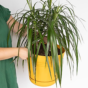 Bloem Saturn Round Planter with Saucer Tray: 14" - Earthy Yellow - Durable Plastic Pot, Matte Finish, Removable Saucer, for Indoor & Outdoor Use, Gardening, 5 Gallon Capacity