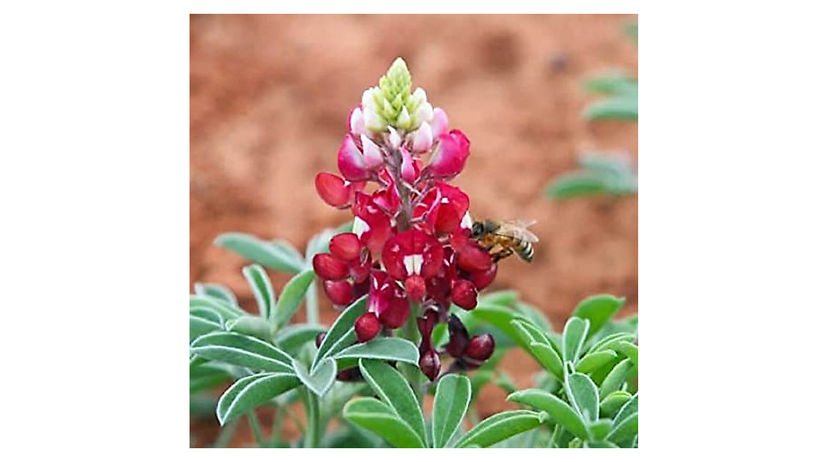 Buy Texas Bluebonnet Seeds - Vibrant Maroon Heirloom Varieties