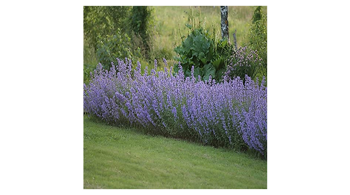 Buy Catmint Seeds - Blue Wonder Perennial for Gardens