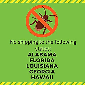 Josh's Frogs Adult Male Dubia Roach (10 Count)