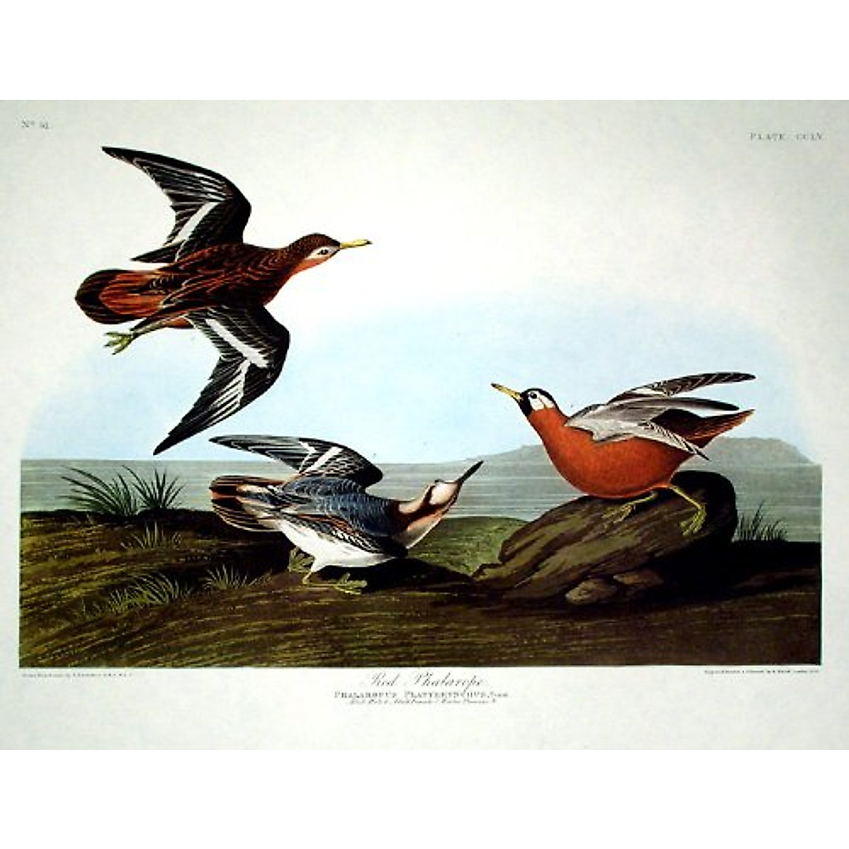 Red Phalarope. From"The Birds of America" (Amsterdam Edition)