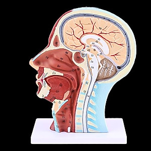 Human Anatomical Half Head Face Anatomy Medical Brain Neck Median Section
