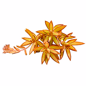 Live Succulent Cuttings (3 Sedum Adolphi 'Firestorm'), Succulents Plants Live, Succulent Plant NO Roots, House Plants Live Office Decoration, DIY Projects, Party Favor Gift by The Succulent Cult